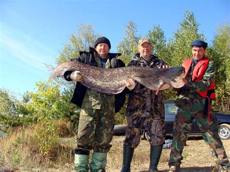 Осенняя ловля сома и щуки на чебоксарском водохранилище