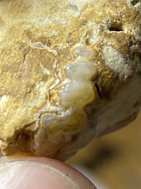 Agatized Gastropod Snail Fossil Found In Paleozoic Gravel Rfossilporn