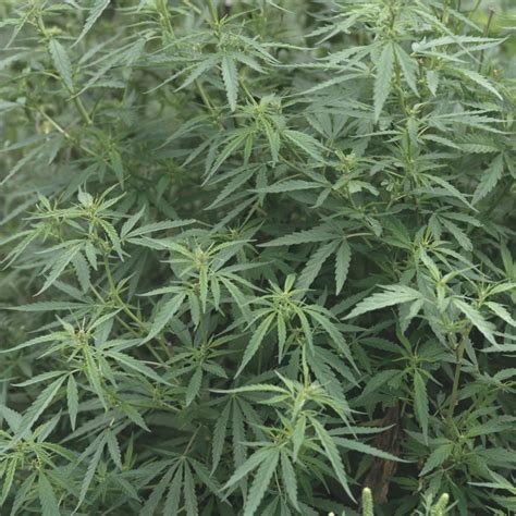 What Are Phytocannabinoids Understanding Their Role In Wellness