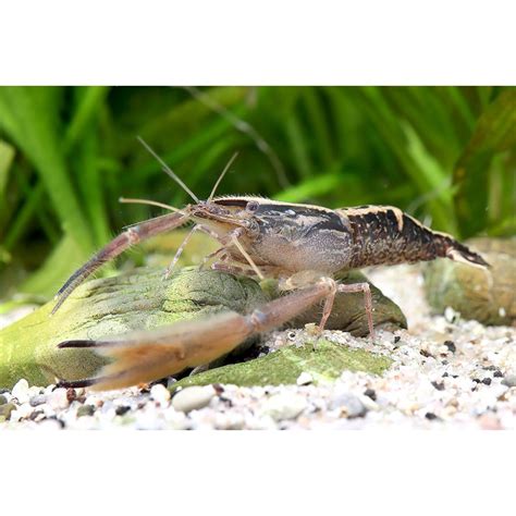 Macrobrachium Scabriculum Chamäleongarnele