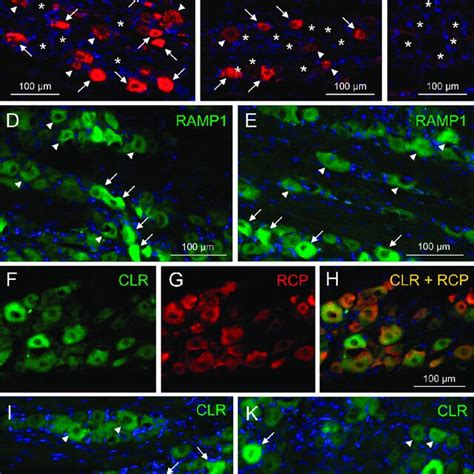 Typical Examples Of Corresponding Images Used For Cell Counting Of
