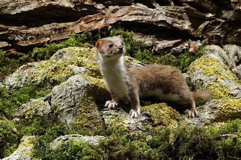 Ласка - Mustela nivalis