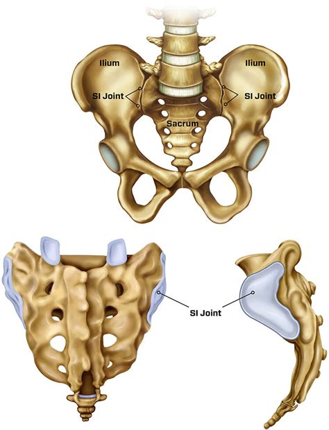 Anatomical Rendering Of The Sacroiliac Joint Shown In Anterior Top
