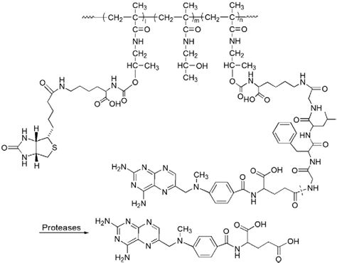 Figure 3 From Development Of Macromolecular Prodrug For Rheumatoid Arthritis Semantic Scholar