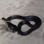 Pantherophis Obsoletus Western Rat Snake USA Snakes
