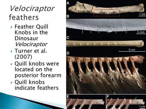 Introduction To Birds 28 June Ppt Video Online Download
