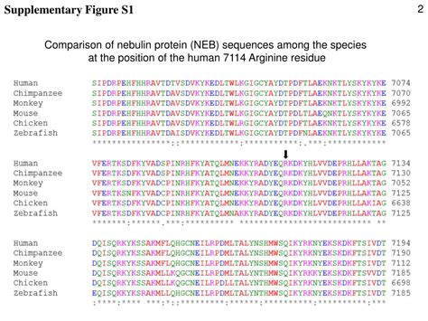 Ppt Comparison Of Nebulin Protein Neb Sequences Among The Species