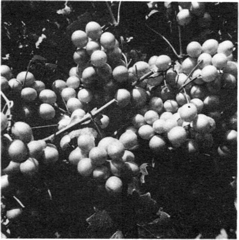 Doreen Fruit On The Vine At Beaumont Miss Download Scientific Diagram
