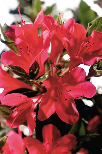 Azalea Autumn Ruby Encore 3 Gal Plants Plus