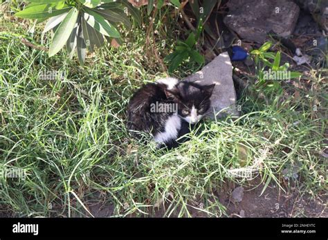 A Cat Between Grasses Stock Photo Alamy