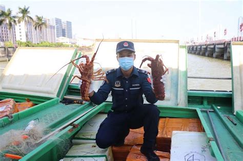 夜釣船藏玄機！95箱活體龍蝦、千條巨骨舌魚苗被廣東海警查獲 新浪香港
