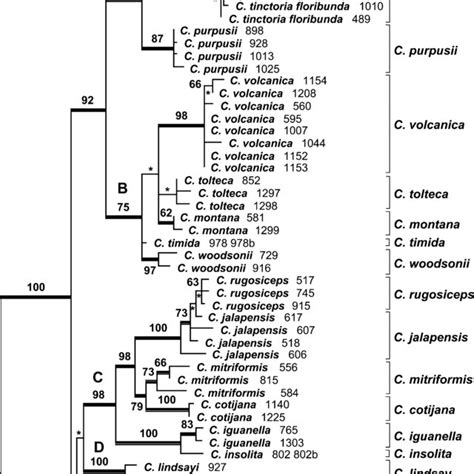 majority rule consensus tree with mean branch lengths from the bayesian