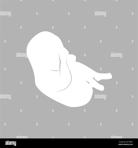 Fetal Anatomy Development Fotografías E Imágenes De Alta Resolución Alamy