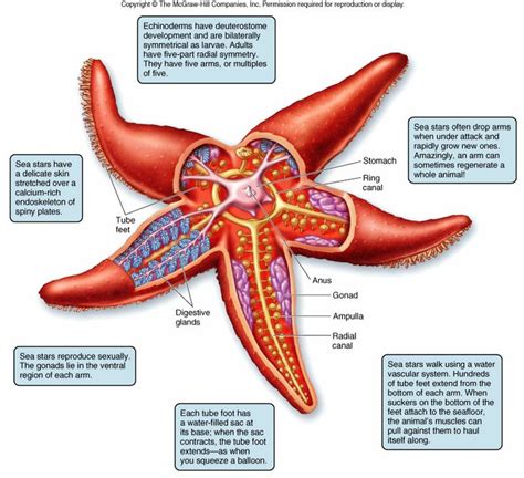 Echinoderms Labeled Diagram