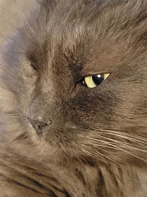 Im Cuckoo Kitty Cat Arturos Stories Bizarre