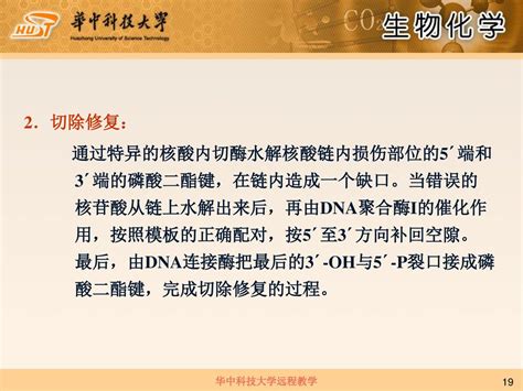 第14章 Dna的损伤与修复 主讲教师：卢涛 Ppt Download