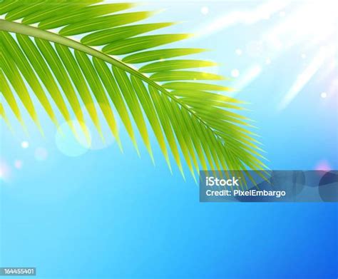 Tropical Summer Background向量圖形及更多享受圖片 享受 反射 夏天 Istock