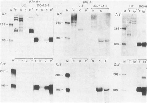 Subcellular Localization Of P53 Rna Species Cells Were Fractionated Download Scientific