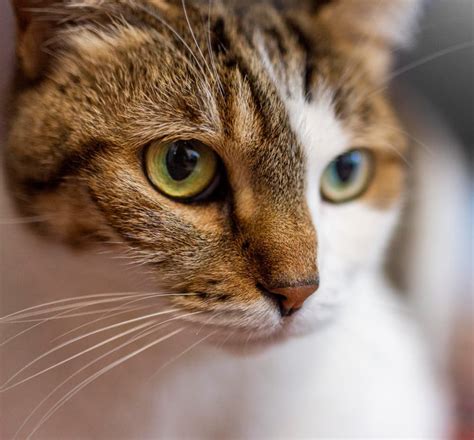 Por Qué Mi Gato Tiene Las Pupilas Dilatadas