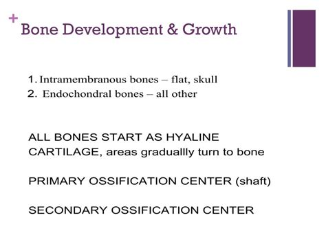 Bone Growth And Development Biology For Majors Ii