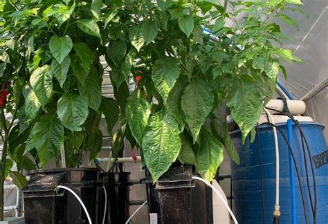 Dwc Growing Archives Appela