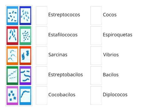Clasificación De Bacterias Según Morfología Fundamentos Para El