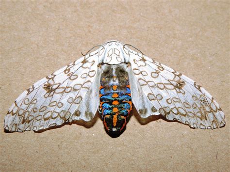 Hypercompe Scribonia Leopardia żarłoczna Insektarium