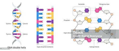 Struktur Dna Basa Nitrogen Dan Gugus Fosfat Nukleotida Dna Ilustrasi