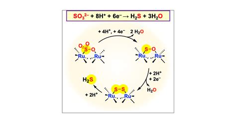 Stepwise Sulfite Reduction On A Dinuclear Ruthenium Complex Leading To