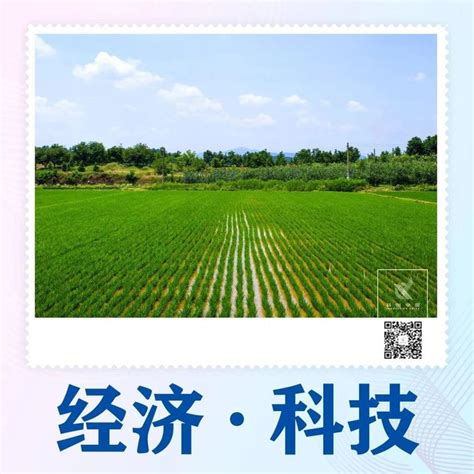 国家水稻全产业链大数据平台上线启用！ 知乎
