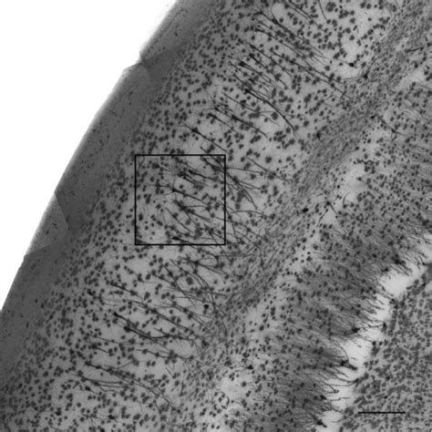 3 D Morphological Atlas A Diagram Illustrating The Fmost System B