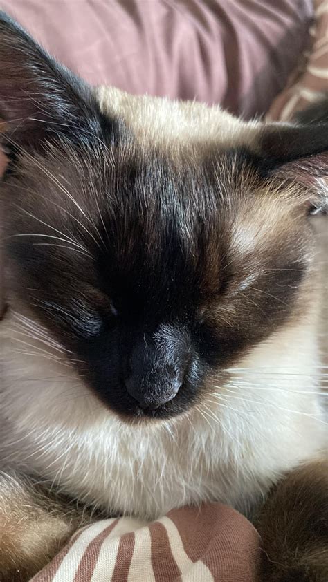 Why Is She So Cute Rsiamesecats