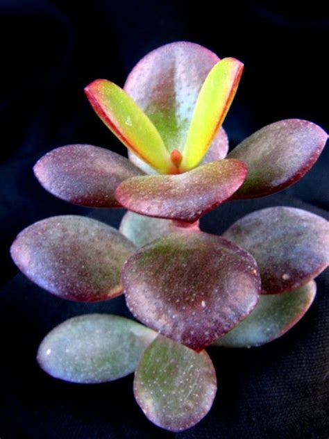 Crassula Ovata Crosby Compact 4