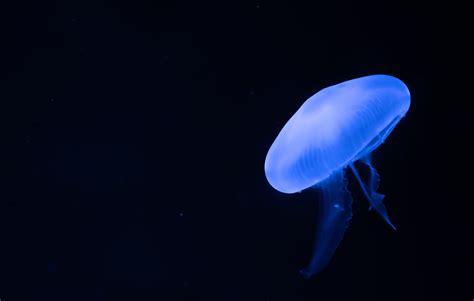 Vol 6 ミズクラゲ 【公式】jla 公益財団法人 日本ライフセービング協会