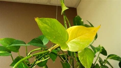 Descubre por qué las hojas de las plantas amarillean
