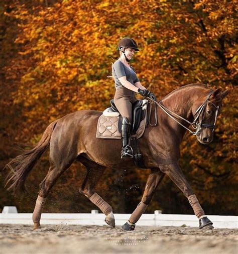 Equestrian Stockholm Champagne Looking Perfect This Mondaymotivation
