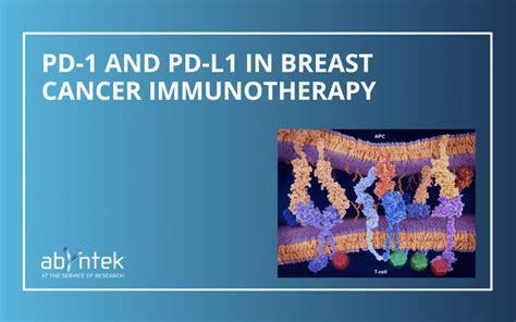 Pd 1 And Pd L1 In Breast Cancer Immunotherapy Abyntek Biopharma