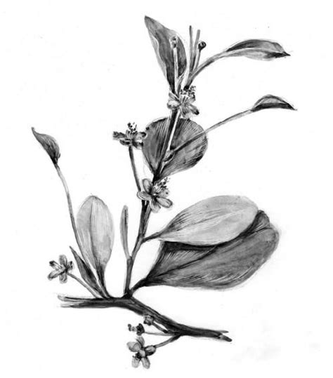 La Hoja De Coca Una Planta Singular Arqueología Del Perú