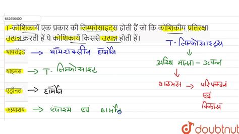 T कशकय एक परकर क लमफसइटस हत ह ज क कशकय परतरकष