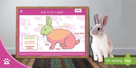 How To Pet A Rabbit Display Poster Twinkl Pets Twinkl