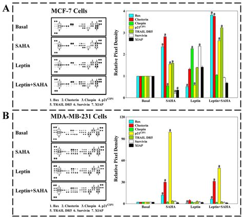 Human Apoptosis Antibody Array The Cells Treatment With Leptin And Download Scientific Diagram
