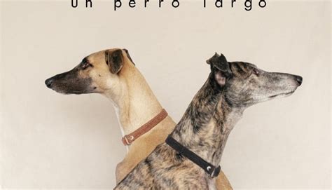 ¿cómo Cuidar A Las Mascotas Durante Las Fiestas Elnumeral