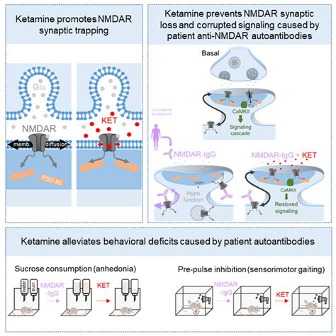 Ketamine Alleviates Nmda Receptor Hypofunction Through Synaptic