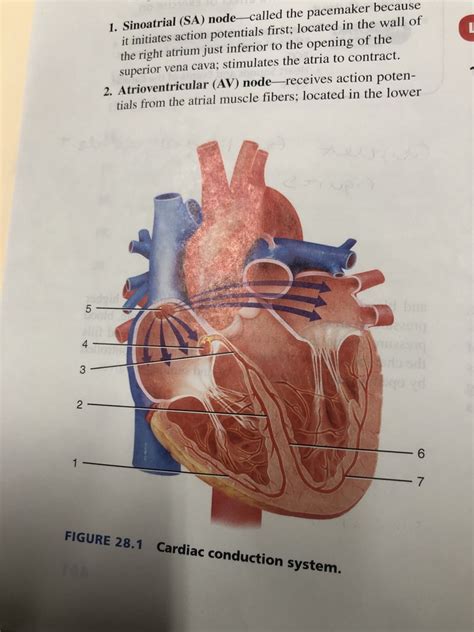 Cardiac Conduction System Diagram Quizlet