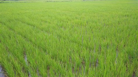 ကျောက်ဆည်မြို့နယ်၌ ၂၀၂၃ ၂၀၂၄ ဘဏ္ဍာနှစ်တွင် မိုးစပါး ၅၀၆၅၇ ဧက စိုက်ပ