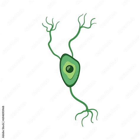 Human Neurons Cartoon Anatomy Diagram Myelin Axon Neurology Body
