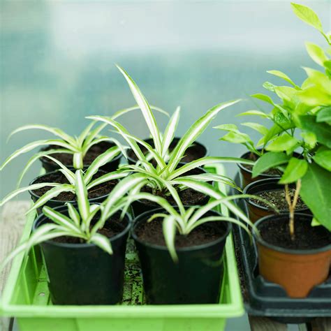 How To Grow Spider Plant Babies Three Ways To Propagate Ideal Home