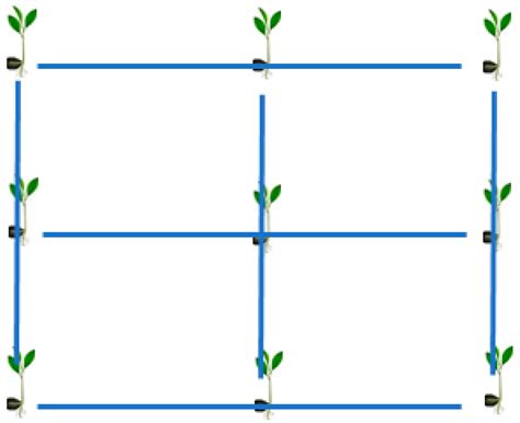 Effects Of Planting Density On Tropical Fruit Crops Encyclopedia Mdpi
