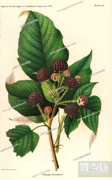 Hannibal Raspberry Rubus Idaeus Chromolithograph By Hoen After A
