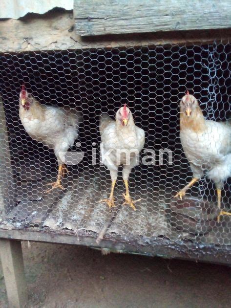කුකුළන් For Sale In Dikwella Ikman